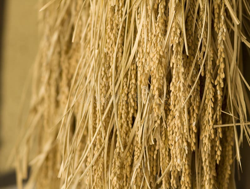 Harvested Rice Being Dried. Stock Photo - Image of agricultural, farm ...