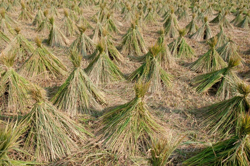 Harvested rice field stock photo. Image of farmland, palm - 25691250