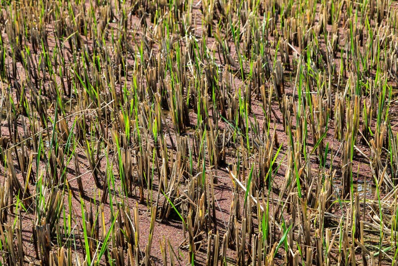 Harvested rice field stock image. Image of farming, organic - 27784237
