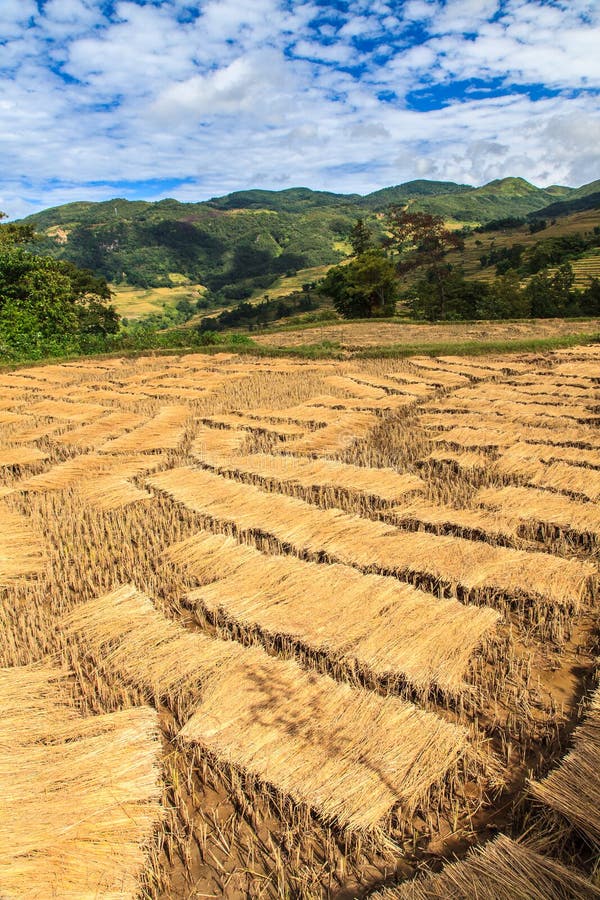 Harvested rice field stock photo. Image of crop, beautiful - 27784280