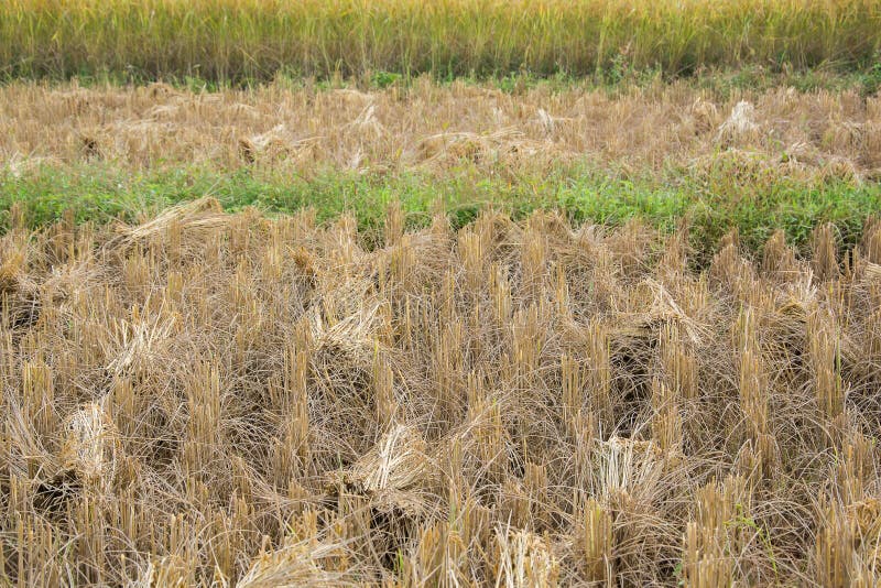 Harvested rice field stock image. Image of nature, feed - 47151999