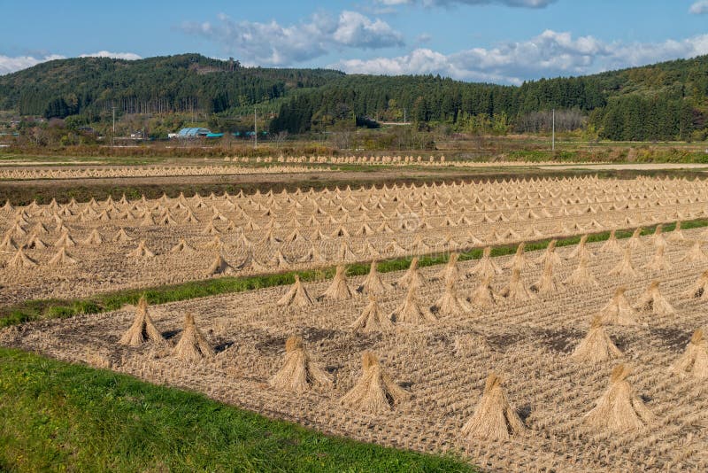 Harvested rice field. stock image. Image of japanese - 90008375