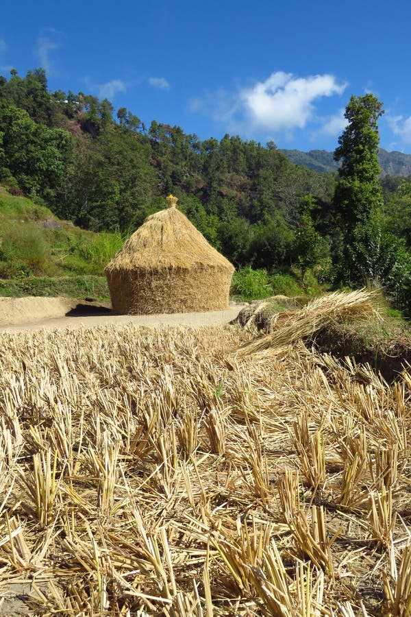 Harvested Rice Field and Stack of Rice Drying in the Sun, Num, Nepal ...