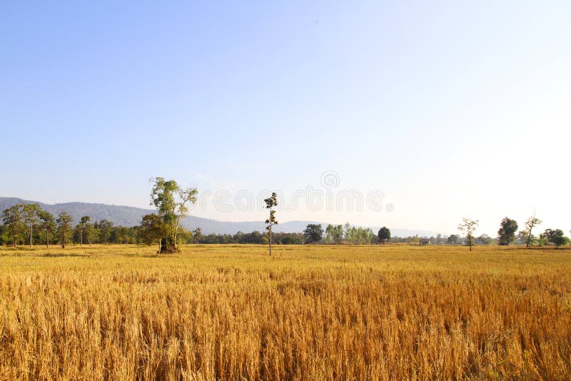 Harvested rice field stock image. Image of rice, food - 53277105