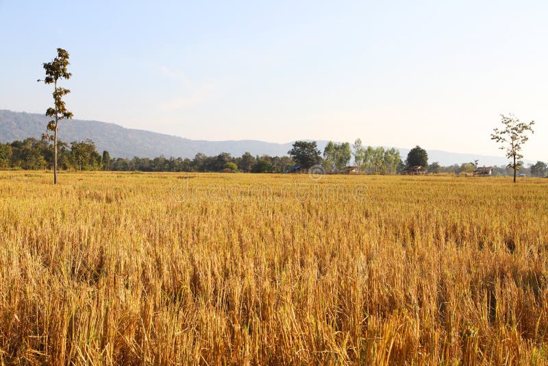Harvested rice field stock image. Image of harvesting - 53277891