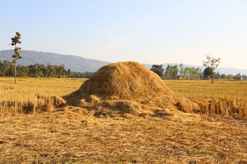 Harvested rice field stock image. Image of harvesting - 53277891