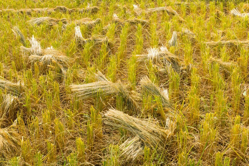 Harvested Rice in Rice Field Stock Image - Image of asian, cultivated ...