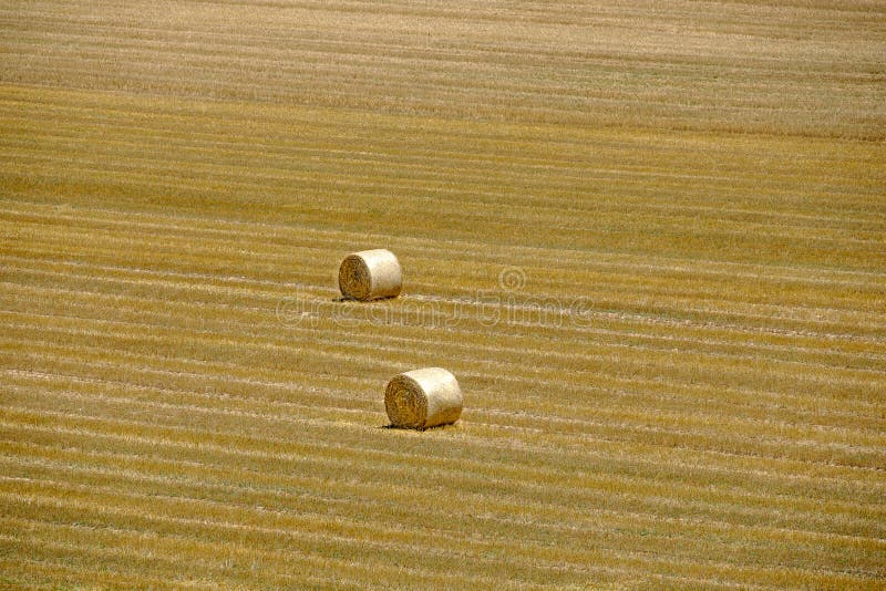 Harvested Rolled Hay Bales on a Large Farm Field Stock Image - Image of ...