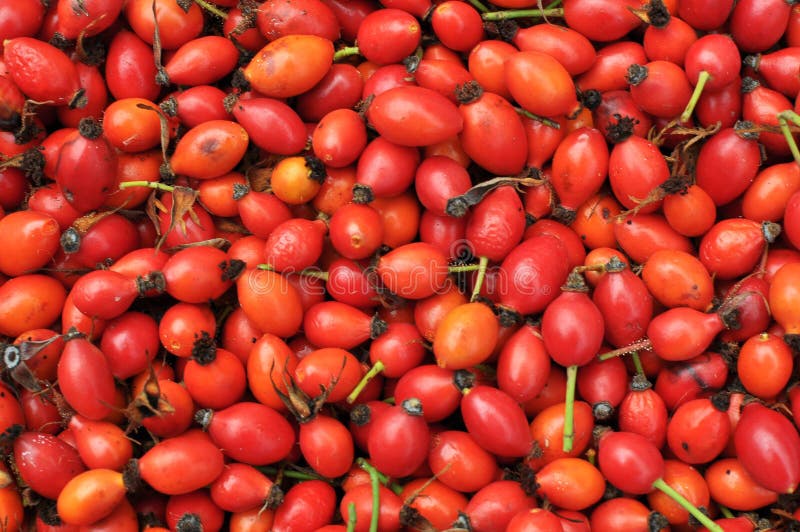 Harvested rose hips stock photo. Image of health, seed - 211290846
