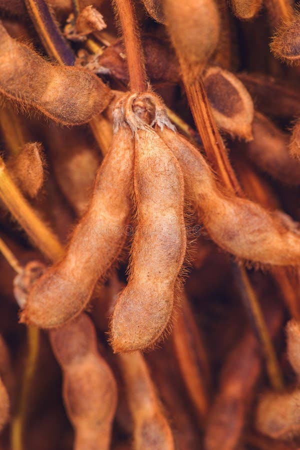 Harvested Soybean Straws and Pods Bundled Stock Photo - Image of ...