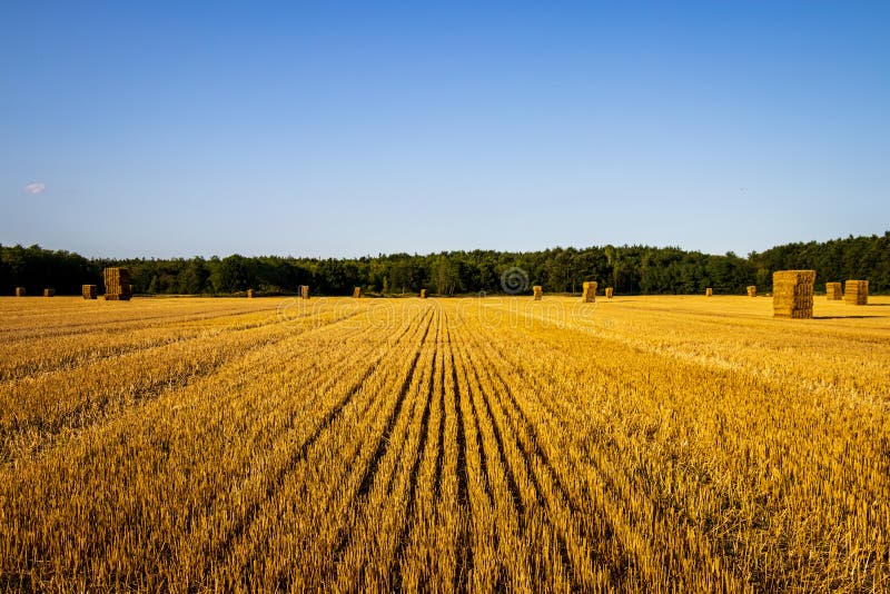 Harvested Straw Field and Bales Stock Image - Image of grain, green ...