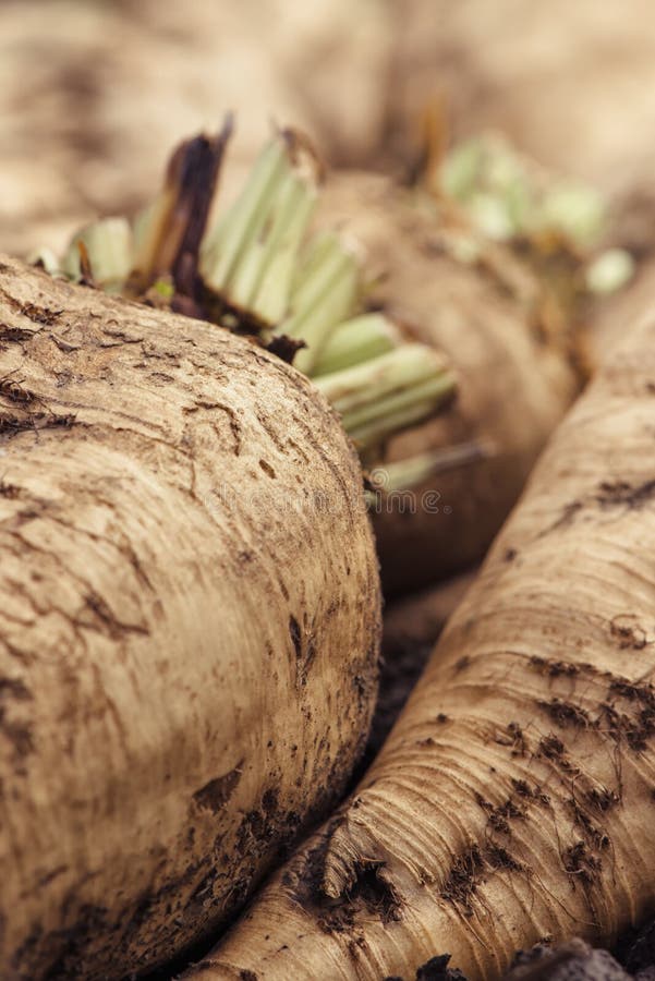 Harvested Sugar Beet Crop Root Stock Image - Image of soil, sugar: 77110435