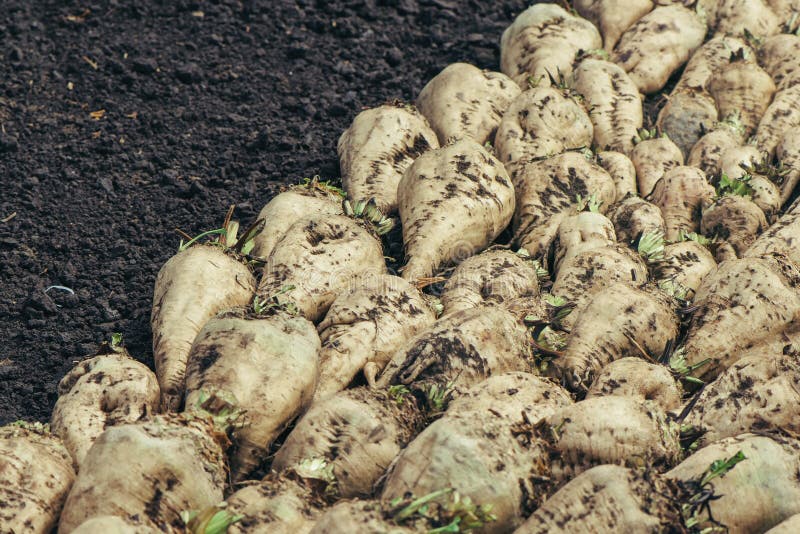 Harvested Sugar Beet Crop Root Pile on the Ground Stock Photo - Image ...