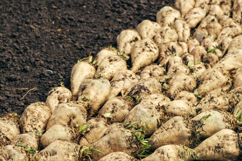 Harvested Sugar Beet Crop Root Pile Stock Image - Image of harvest ...