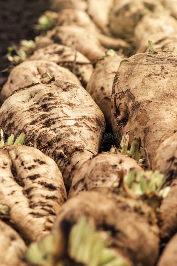 Harvested Sugar Beet Crop Root Pile Stock Photo - Image of countryside ...