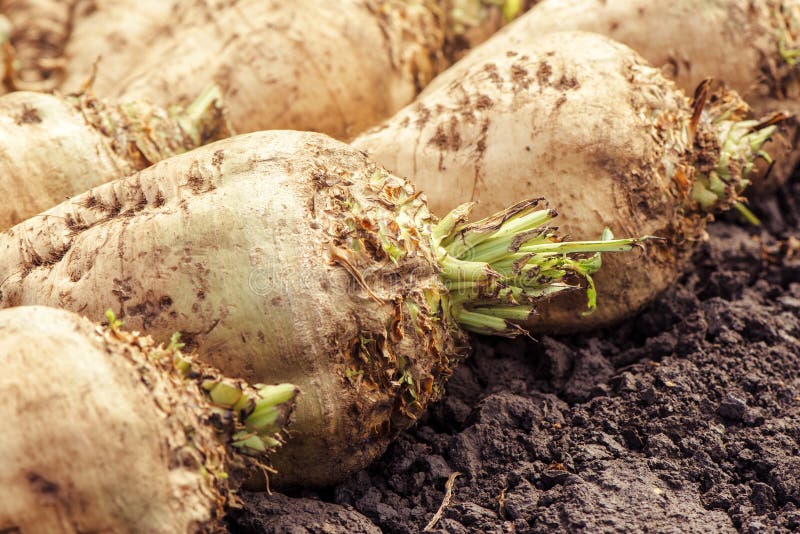 Harvested Sugar Beet Crop Root Pile Stock Photo - Image of harvest ...