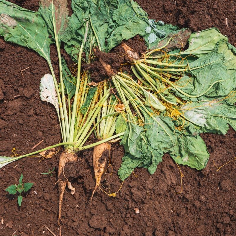 Harvested Sugar Beet Root Crop on Plantation Field Stock Image - Image ...