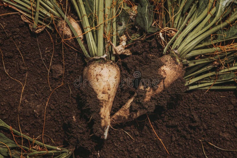 Harvested Sugar Beet Root Crop Stock Photo - Image of field ...