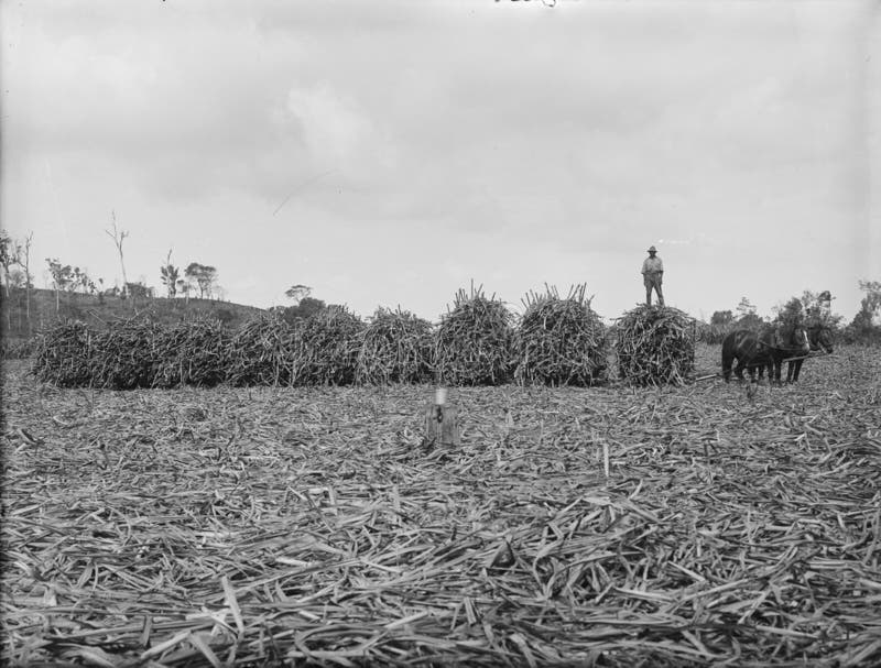 Harvested Sugar Cane Near Ingham, Queensland Stock Photo - Image of ...