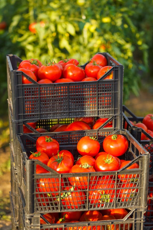 Tomato in crates stock photo. Image of crate, pile, food - 34518560