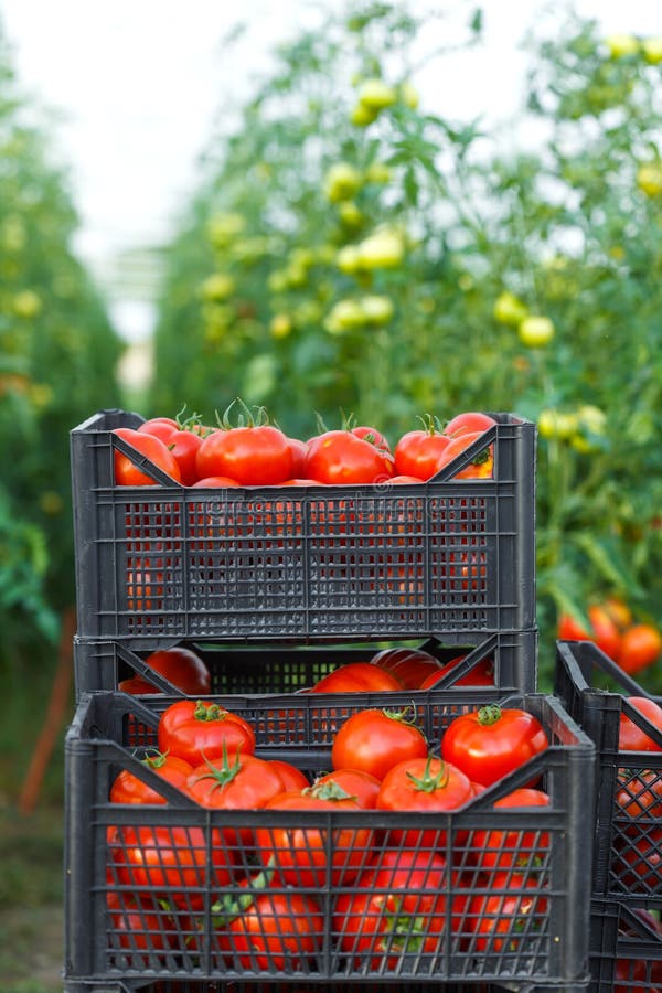 Harvested tomato in crates stock image. Image of organic - 70225591