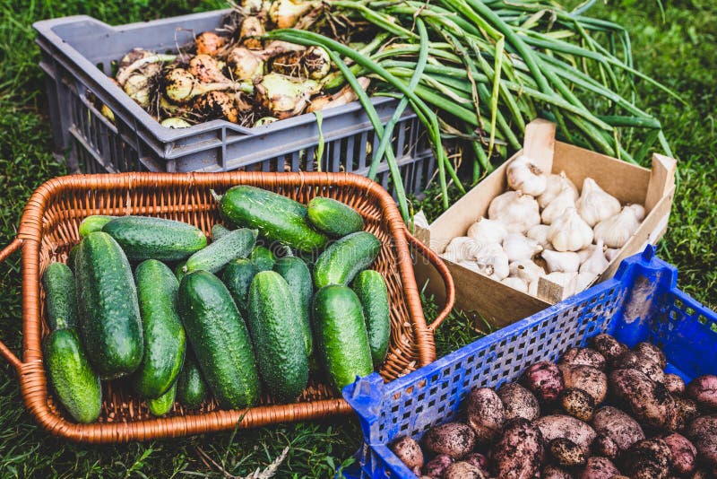 Vegetables into Baskets, Gardening and Farming Stock Image - Image of ...