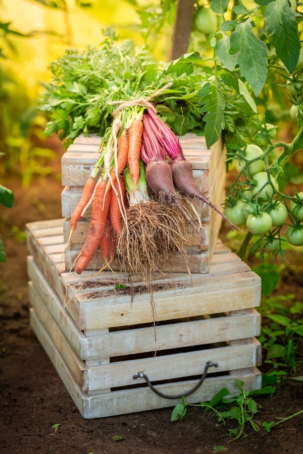 Harvested Vegetables in a Countryside in Summer Stock Photo - Image of ...