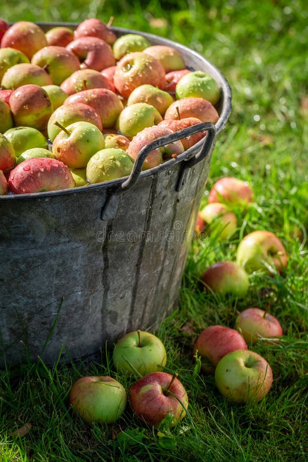 Harvested and Washed Apples in Sunny Garden Stock Image - Image of ...