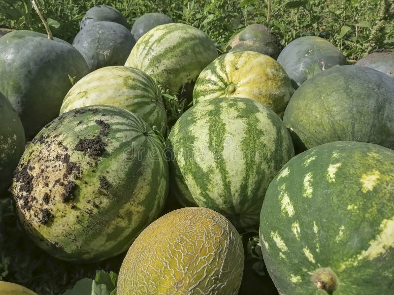 Harvested Watermelons. Harvested Watermelons Together. a Lot of ...