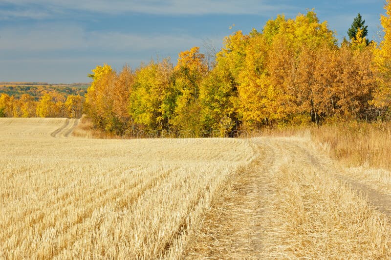Harvested Wheat Paddock, Australia Stock Photo - Image of australia ...