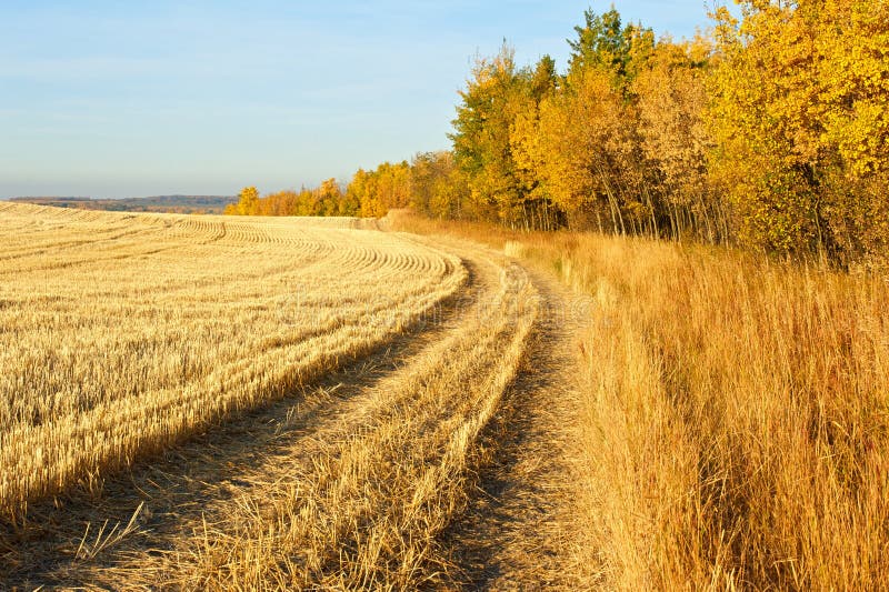 Harvested Wheat Field in Fall Stock Photo - Image of yellow, farm: 31069088