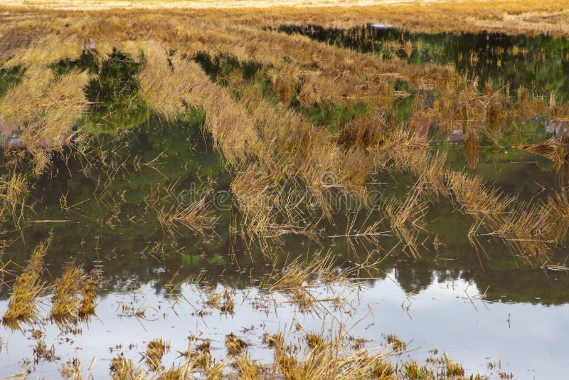 Harvested Wheat Field Flooded after Heavy Rain in Summer Stock Image ...