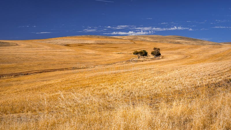 Harvested Wheat Field in Rural South Australia Stock Photo - Image of ...