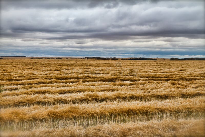 Harvested Wheat Field stock photo. Image of wheat, clouds - 40277632