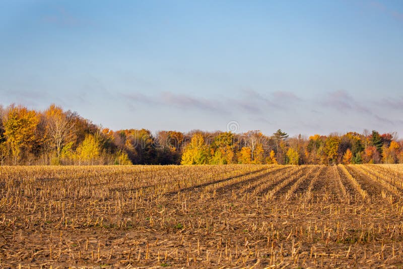 Wisconsin Cornfield with Clouds in Late October Stock Image - Image of ...