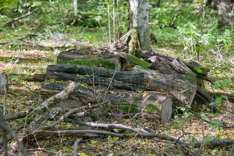 Harvested Wood in the Forest Stock Image - Image of lumber, background ...