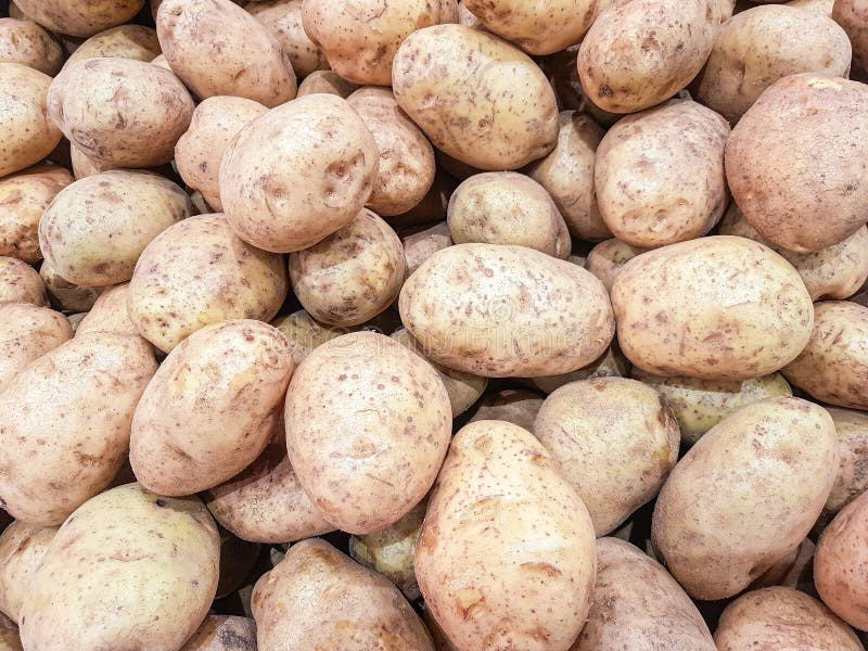 Harvested Young Fresh Organic Potatoes with Soil Stock Image - Image of ...