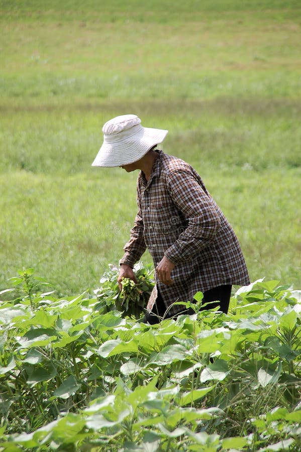Harvester stock photo. Image of green, fall, autumn, harvest - 468830