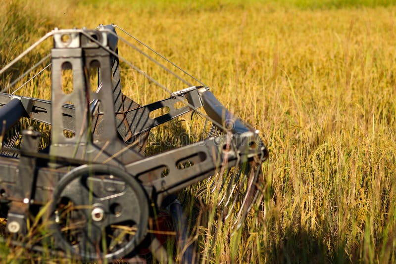 Harvester Agriculture Machine And Harvesting In Rice Field Working