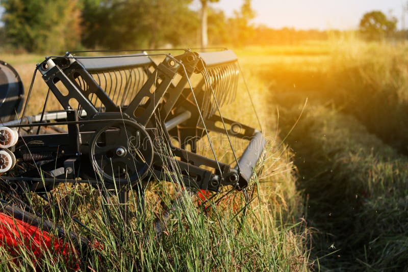 Harvester Agriculture Machine and Harvesting in Rice Field Working ...