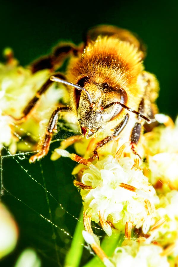 Harvester Bee Front View stock photo. Image of field - 61380078