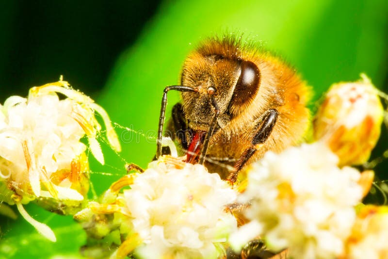 Harvester Collecting Pollen Stock Image - Image of outdoor, green: 61380081