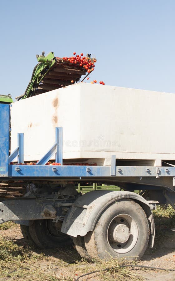 Harvester Collects Tomatoes in Trailer Stock Photo - Image of farmer ...