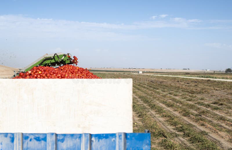 Harvester Collects Tomatoes in Trailer Stock Photo - Image of fresh ...