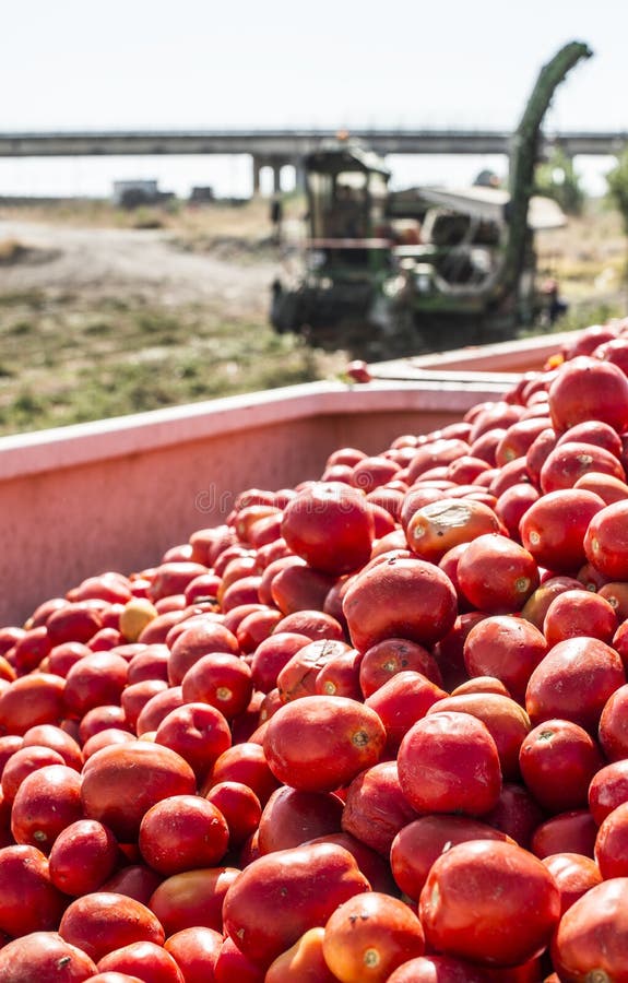 Harvester Collects Tomatoes in Trailer Stock Photo - Image of ...