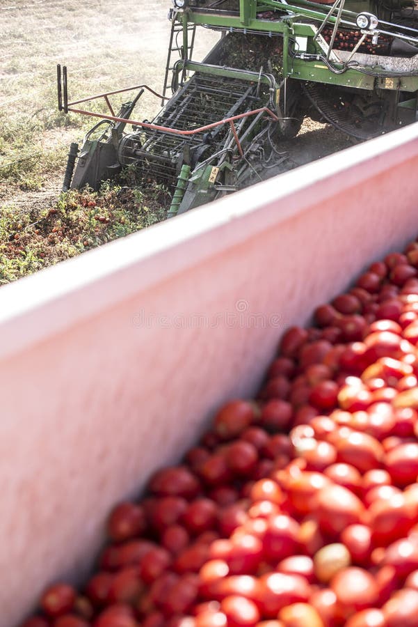 Harvester Collects Tomatoes in Trailer Stock Image - Image of healthy ...