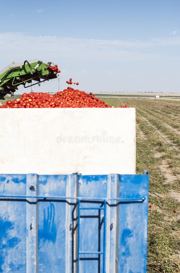 Harvester Collects Tomatoes in Trailer Stock Image - Image of natural ...