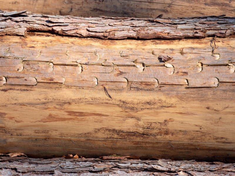 Harvester Cut Marksinto Logs and Trunks during Cutting Stock Image ...