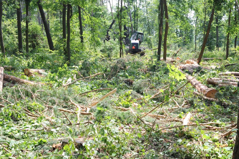 A Harvester Cutting Trees in a Green Forest Causing Deforestation and ...