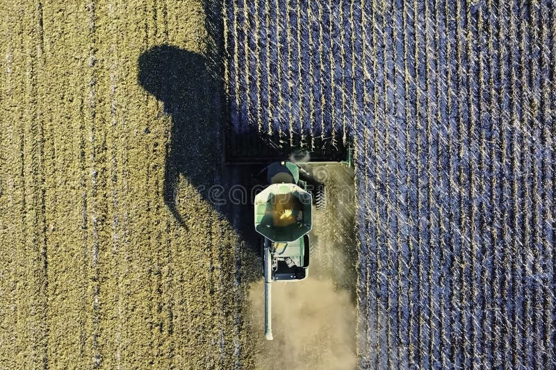 Harvester Harvests Corn in the Corn Field. Agricultural Machinery in ...
